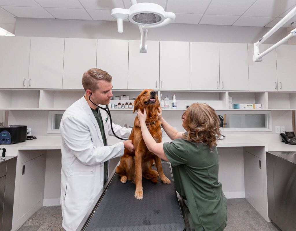Veterinary Services - Homec Veterinary Care